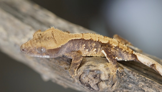 Light Based Whitespot Harley Crested Gecko by Hidden Valley Geckos