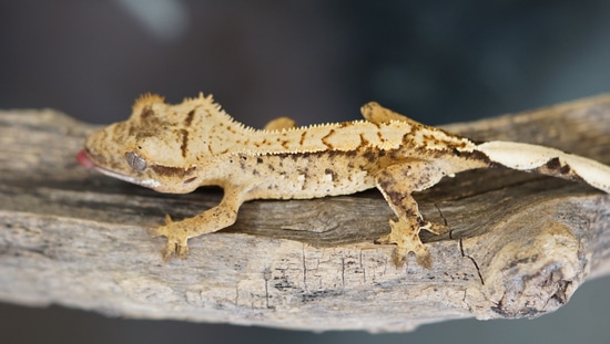 Yellow Whitespot Brindle Crested Gecko by Hidden Valley Geckos