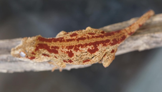 Red Blotch Gargoyle Gecko by Hidden Valley Geckos