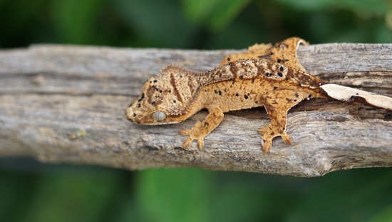Yellow Brindle Dalmation Crested Gecko by Hidden Valley Geckos