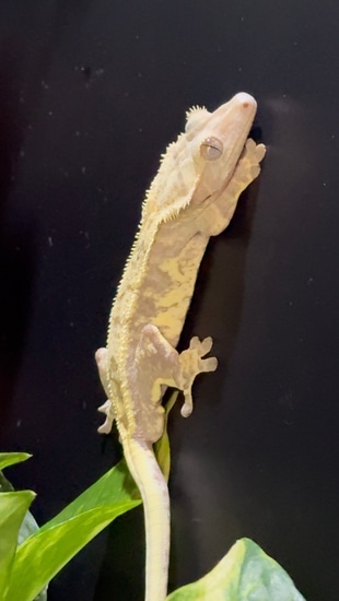 HAMM ONLY | Lily White Crested Gecko by Aereptiles ball pythons and geckos