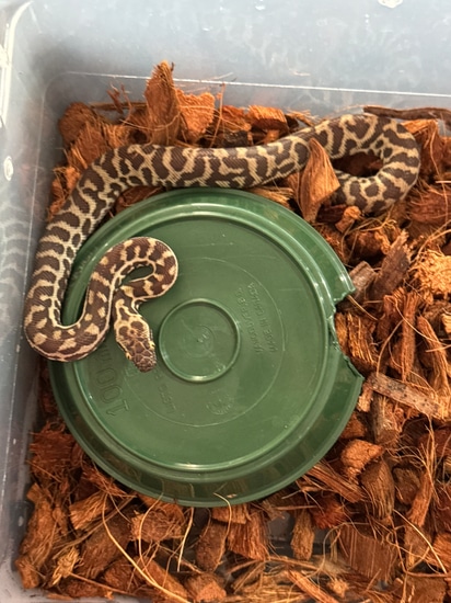 Stimson's Python Female by Pied Wyvern Reptiles