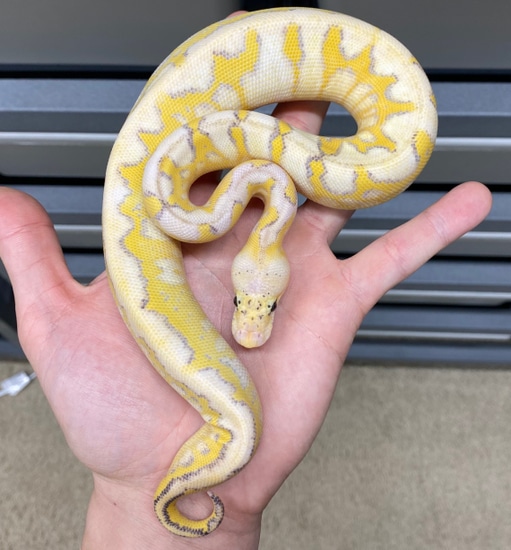 Pastel Highway Clown Ball Python by Aesthetic Selection Reptiles ...
