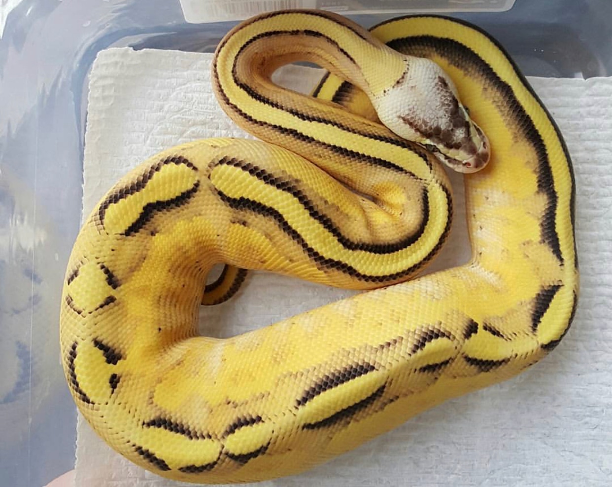Pastel Orange Dream Super Stripe Ball Python by Aesthetic Selection ...
