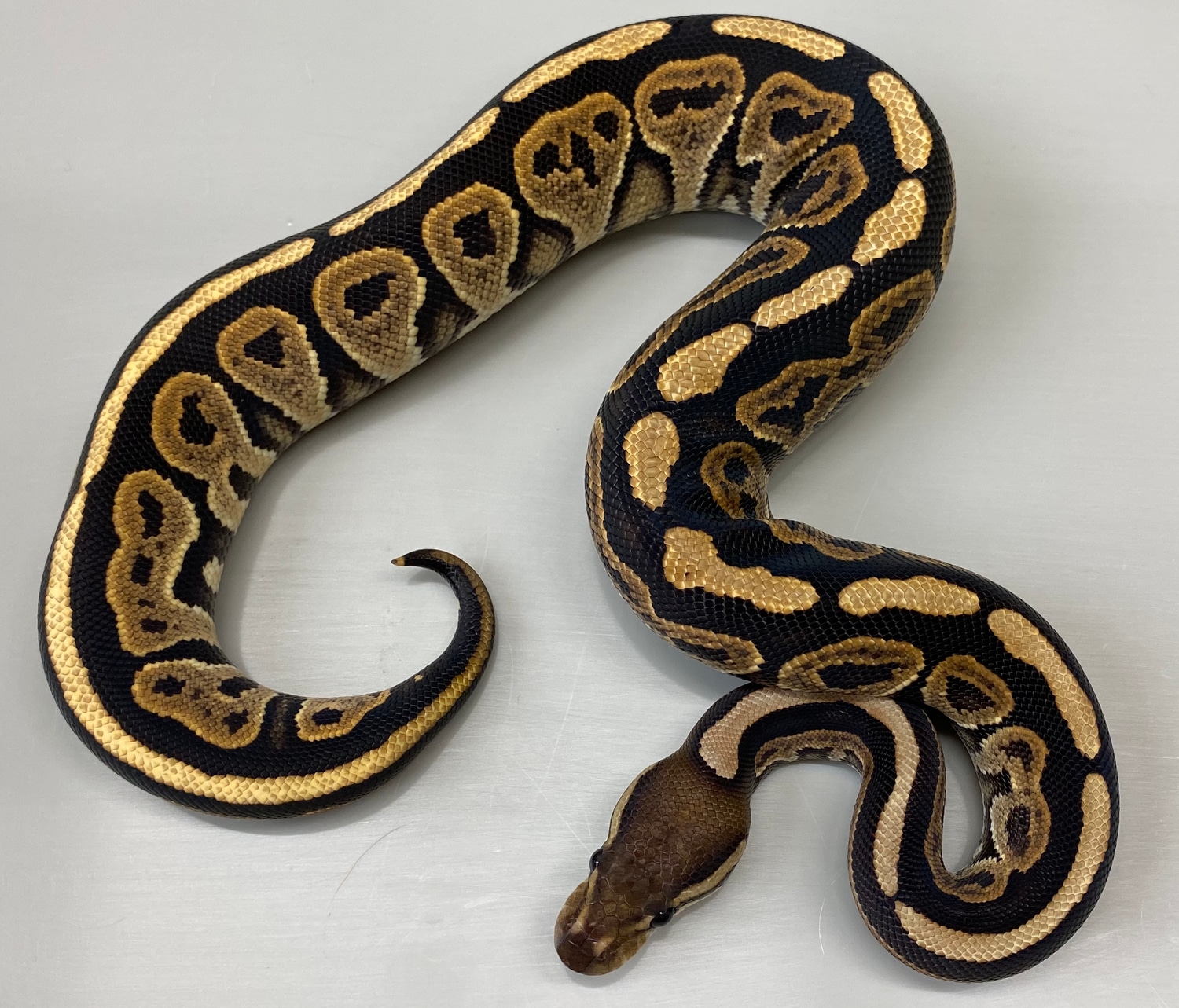 Black Pastel Specter Ball Python by Aesthetic Selection Reptiles ...