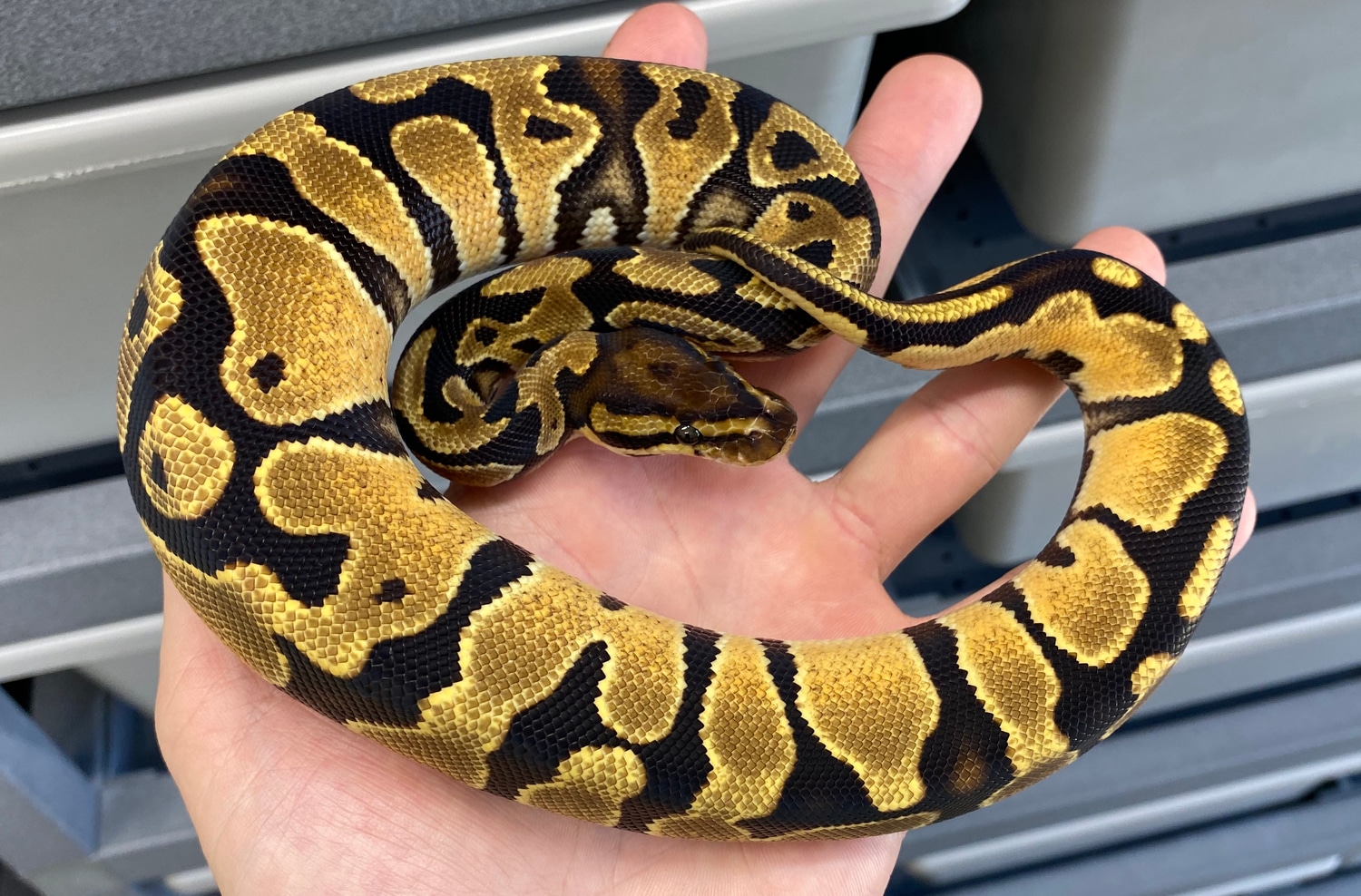 Orange Dream Yellow Belly/Specter Het Desert Ghost Ball Python by ...