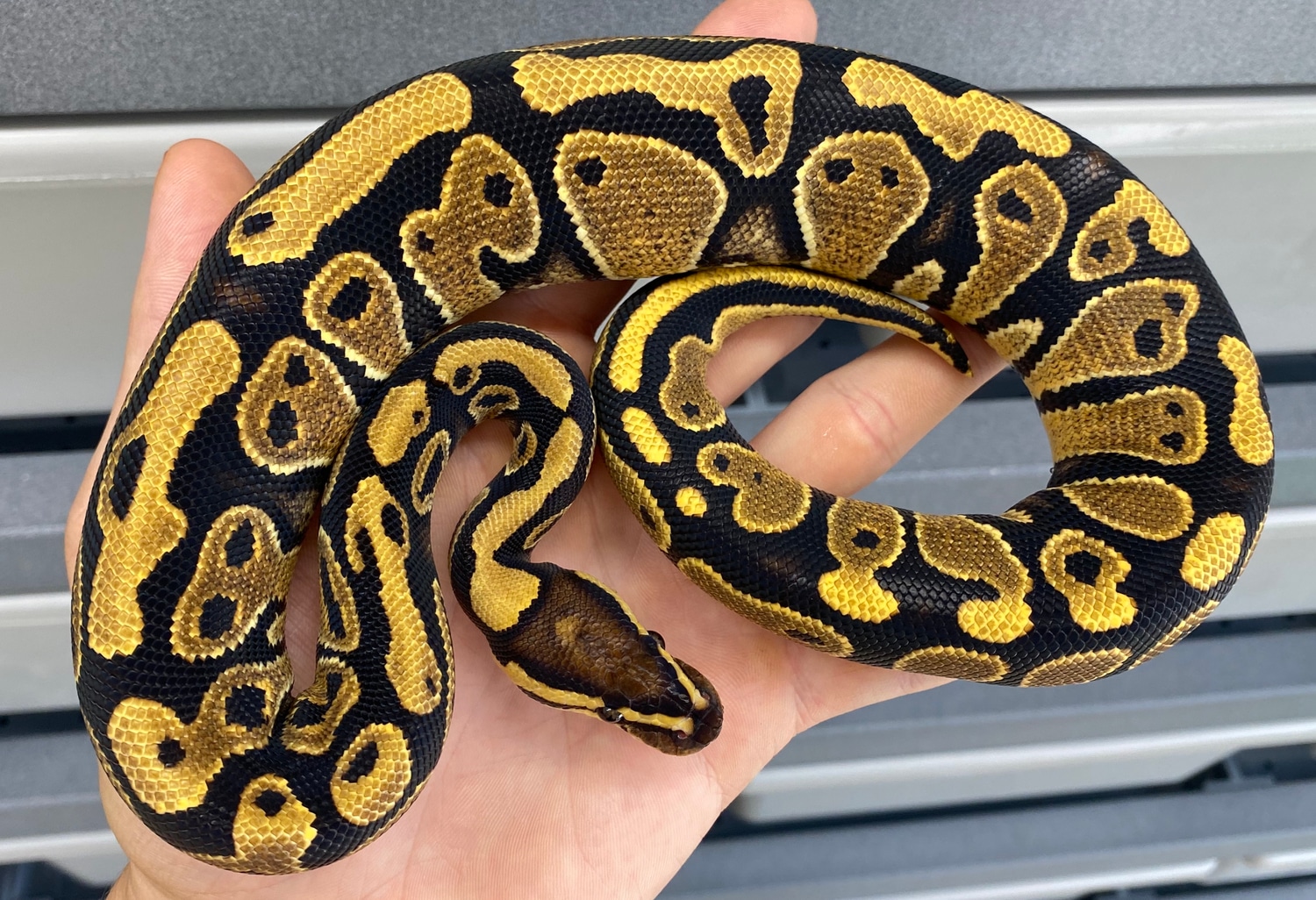 Gravel 50% Ph Clown Ball Python by Aesthetic Selection Reptiles ...