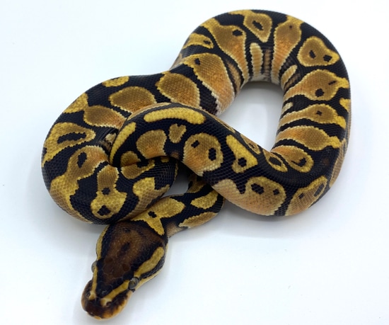 Orange Dream Specter Ball Python by Aesthetic Selection Reptiles