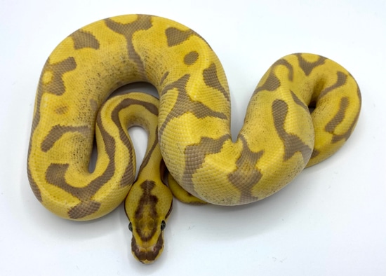 Super Enchi Fire DG Possible Specter Ball Python by Aesthetic Selection ...