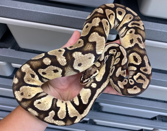 Pastel OD Specter Het. Clown Ball Python by Aesthetic Selection Reptiles