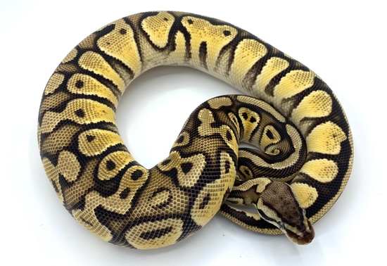 Pastel Orange Dream Specter Het. Clown Ball Python by Aesthetic ...