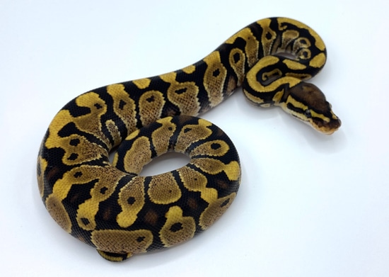 Spark Het Clown Ball Python by Aesthetic Selection Reptiles