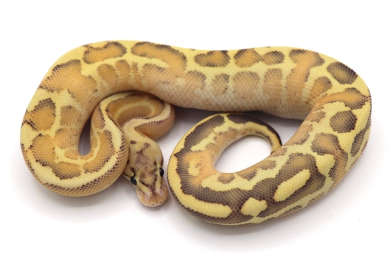 Leopard Puma Het. Puzzle Ball Python by Aesthetic Selection Reptiles