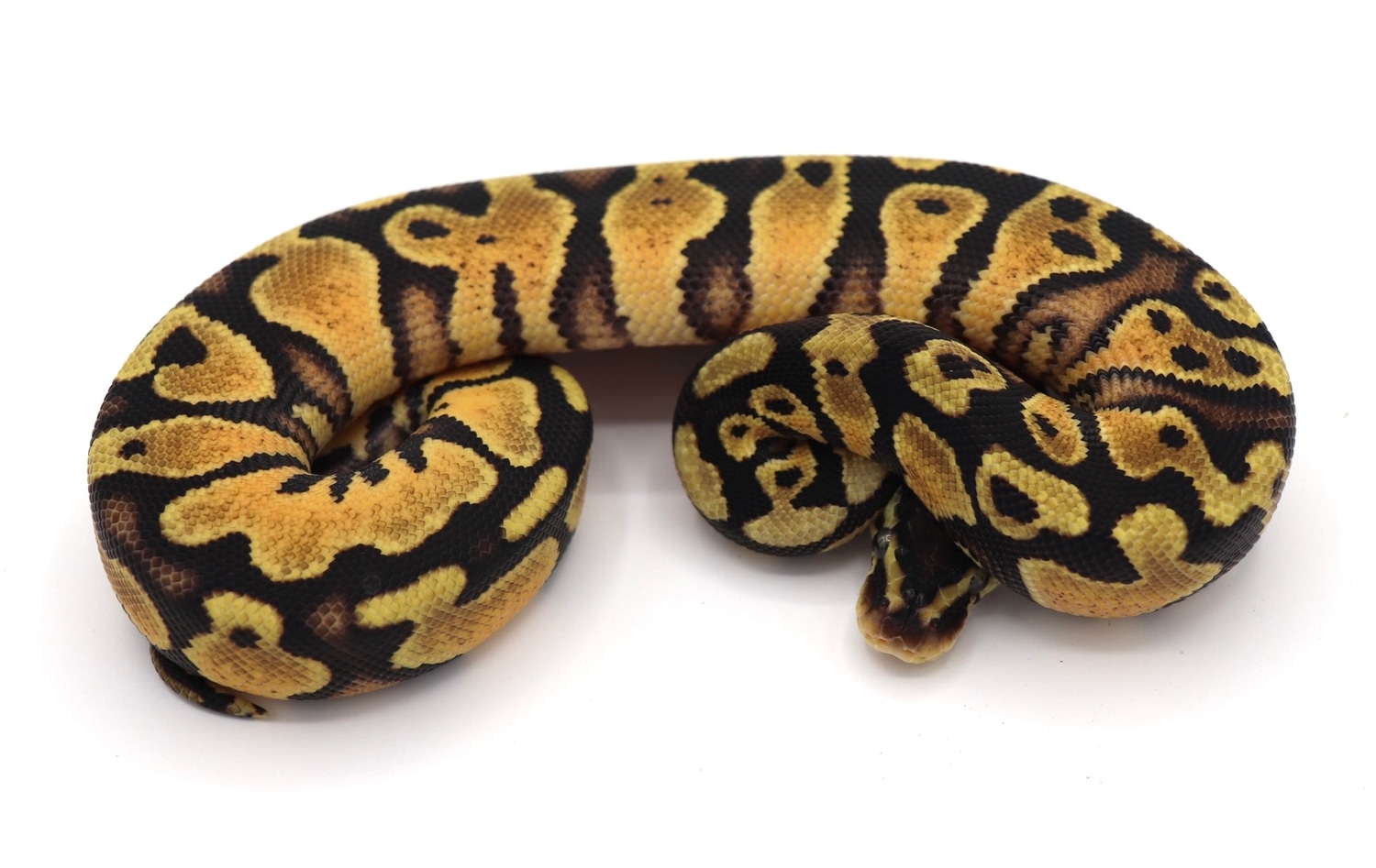 Pastel Yellowbelly Or Spark Het. Puzzle Ball Python by Aesthetic ...