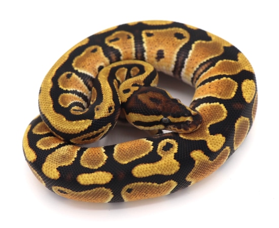 OD Specter Het. Clown Ball Python by Aesthetic Selection Reptiles