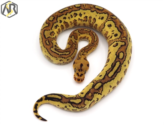 Gravel Specter Clown Possible OD Ball Python by Aesthetic Selection ...