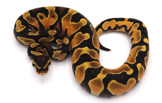 ODYB Het. Puzzle Ball Python by Aesthetic Selection Reptiles