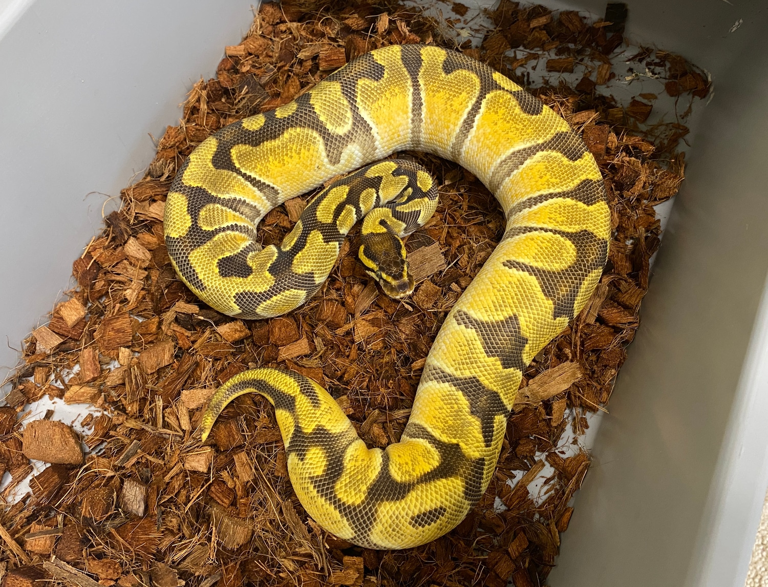 Orange Dream Enchi Het. Puzzle Possible YB/Specter Ball Python by ...