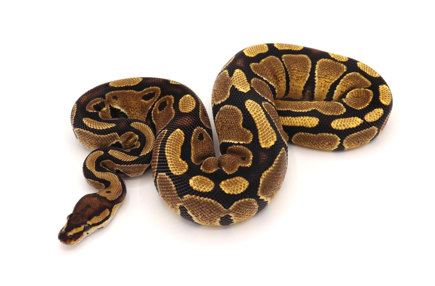 Het. Puzzle Possible Specter Ball Python by Aesthetic Selection ...