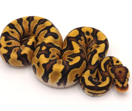 OD Fire Lesser Leopard Crypton 66% Ph DG Ball Python by Aesthetic ...