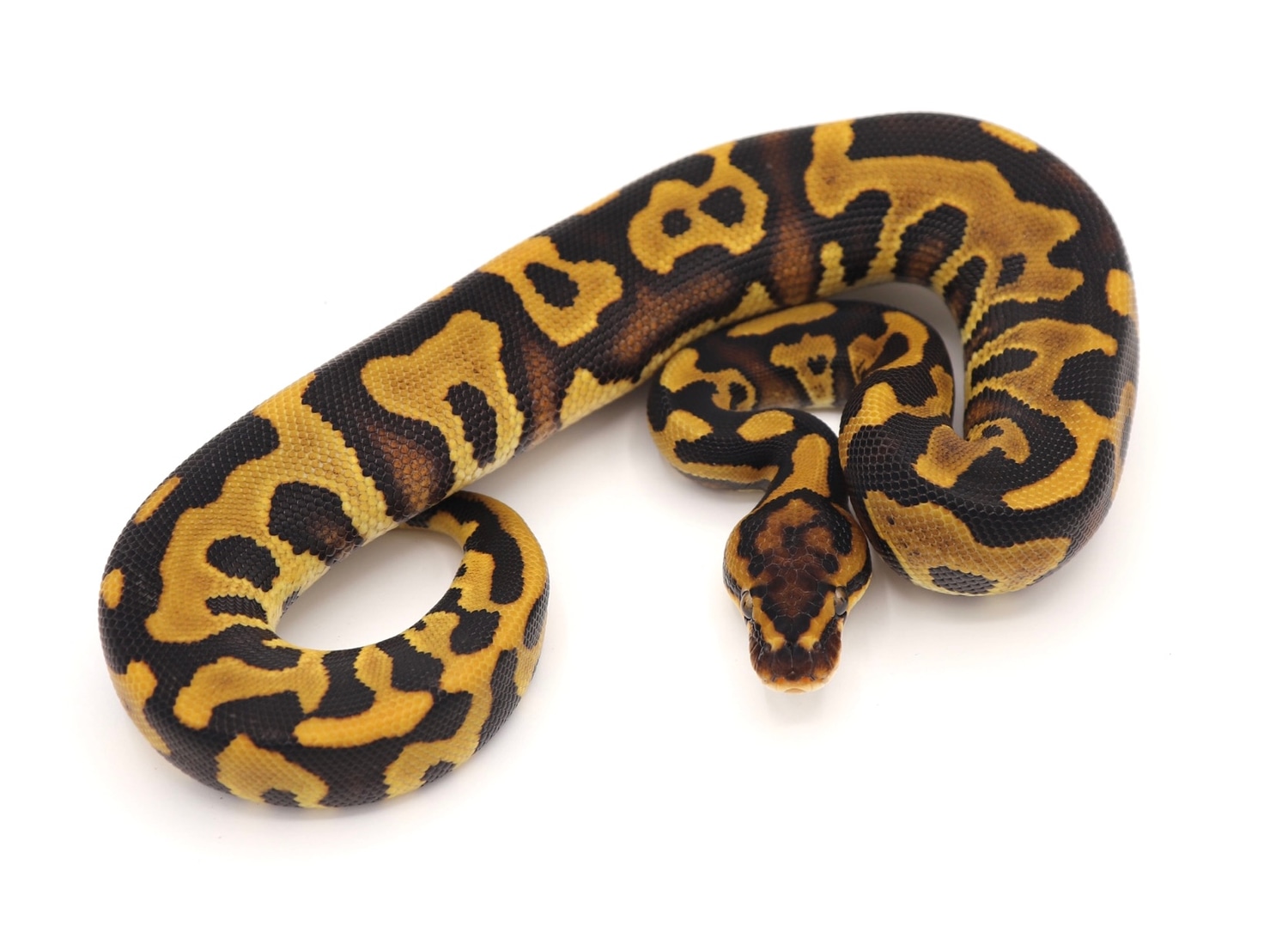 Acid YB/Specter Het. Clown Ball Python by Aesthetic Selection Reptiles ...