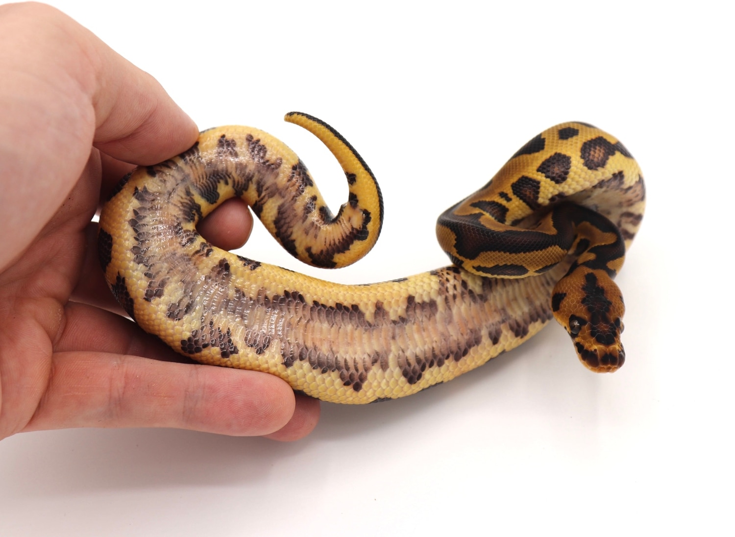 Leopard YB Clown Ball Python by Aesthetic Selection Reptiles - MorphMarket