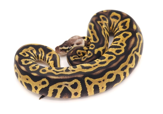 Pastel Leopard YB/Specter Het. Clown Ball Python by Aesthetic Selection ...