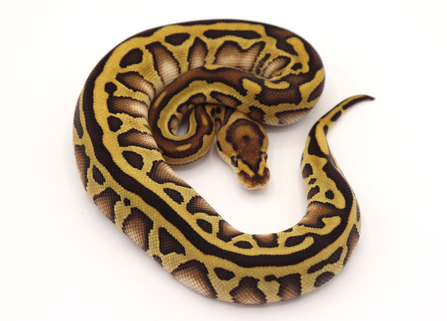 Lesser Leopard Crypton 66% Ph DG Ball Python by Aesthetic Selection ...