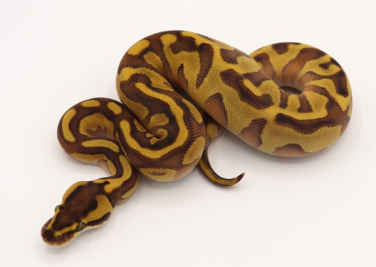 Enchi Leopard Lesser YB Het. Clown 66% Ph DG Ball Python by Aesthetic ...