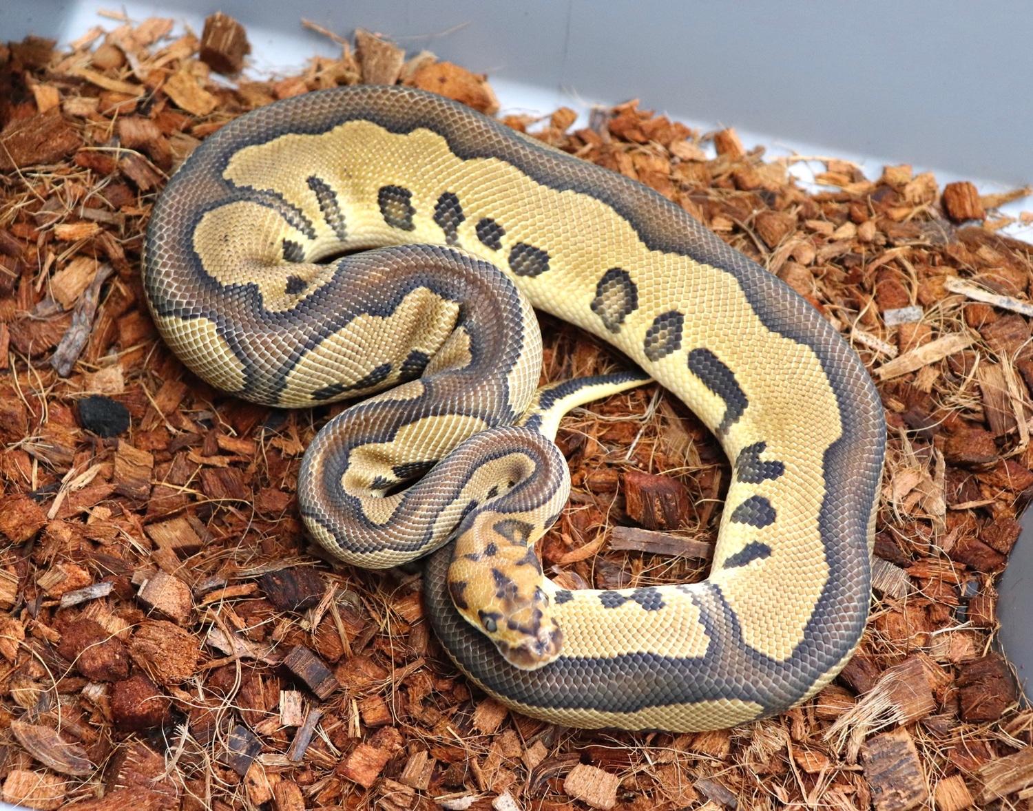 Leopard Gravel Clown Ball Python by Aesthetic Selection Reptiles ...