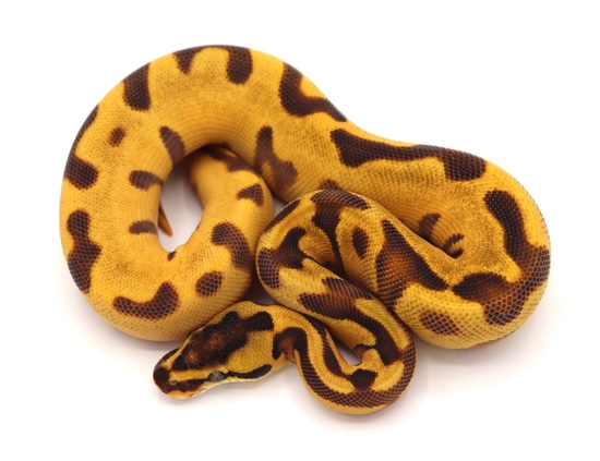 OD Fire Enchi Leopard Het. Clown 66% Ph DG Ball Python by Aesthetic ...