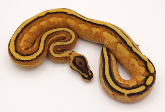 OD Super Stripe Het. Puzzle Ball Python by Aesthetic Selection Reptiles