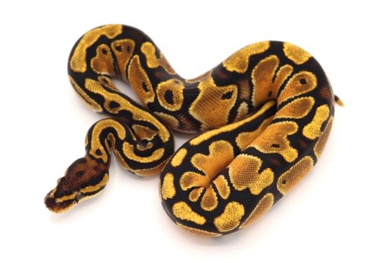 OD Specter Het. Puzzle Ball Python by Aesthetic Selection Reptiles