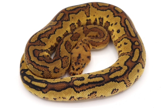 Gravel Specter Clown Ball Python by Aesthetic Selection Reptiles