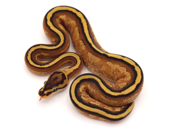 Super Stripe Het. Puzzle Ball Python by Aesthetic Selection Reptiles