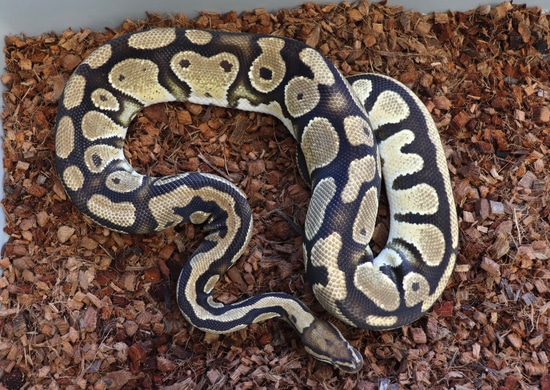 OD Specter Het. Clown Ball Python by Aesthetic Selection Reptiles