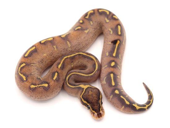 Highway Het Clown Ball Python by Aesthetic Selection Reptiles