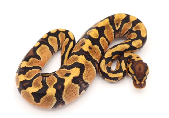 OD Spark Het. Clown Ball Python by Aesthetic Selection Reptiles