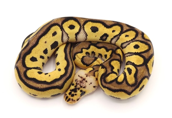 Pastel OD YB/Gravel Clown Ball Python by Aesthetic Selection Reptiles