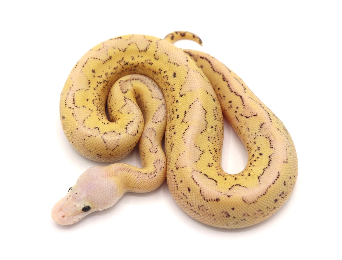 Pastel Super Stripe Or Gravel Specter Clown Probable GHI Possible OD ...