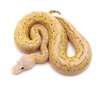 OD Fire Lesser Leopard Crypton 66% Ph DG Ball Python by Aesthetic ...