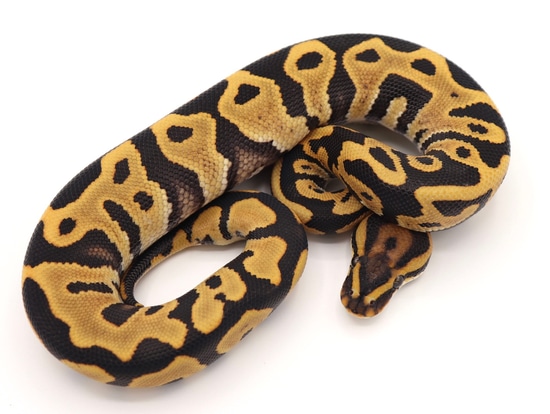 Leopard DG Het. Clown Ball Python by Aesthetic Selection Reptiles
