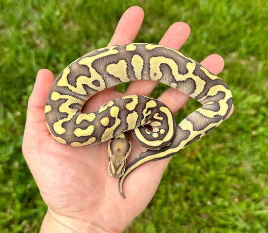 Lesser Leopard DG Het. Clown Ball Python by Aesthetic Selection Reptiles
