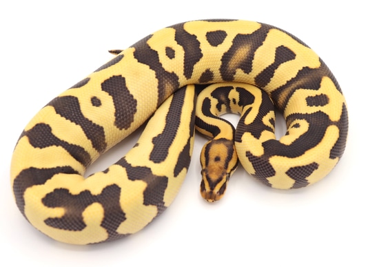 Fire OD Leopard DG. Het. Clown Ball Python by Aesthetic Selection Reptiles
