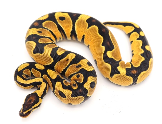 ODYB Het. Puzzle Ball Python by Aesthetic Selection Reptiles
