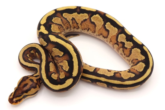 Gravel Specter Or Super Stripe Het. Clown Ball Python by Aesthetic ...