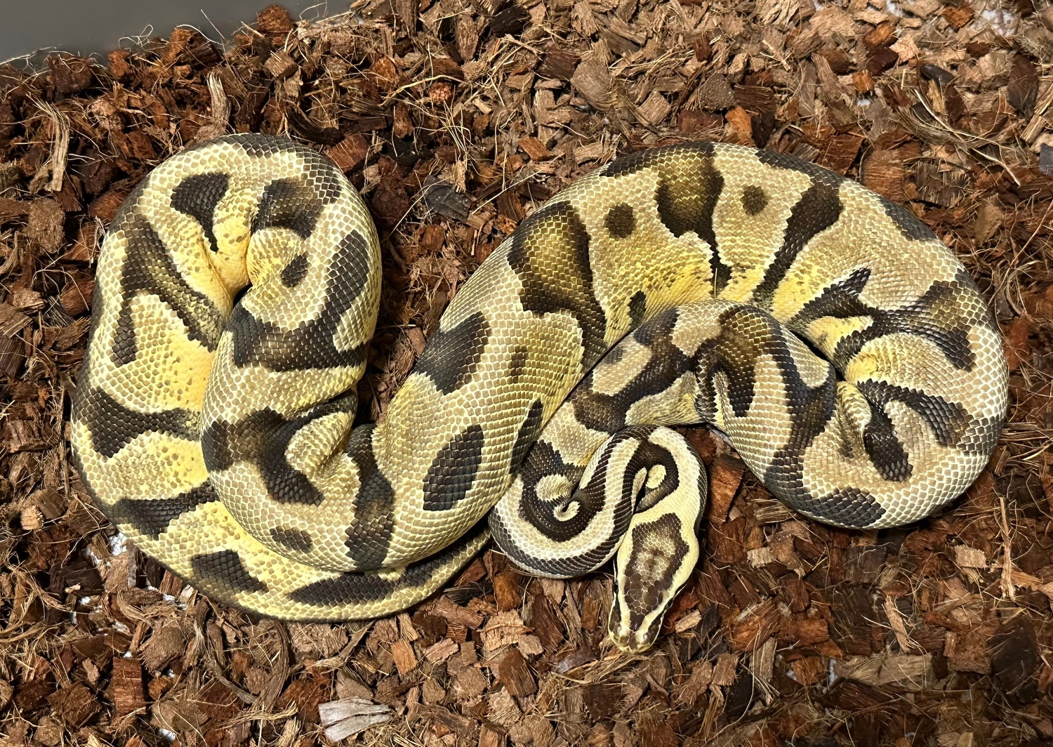 Pastel Enchi Spark Het. DG Ball Python by Aesthetic Selection Reptiles ...
