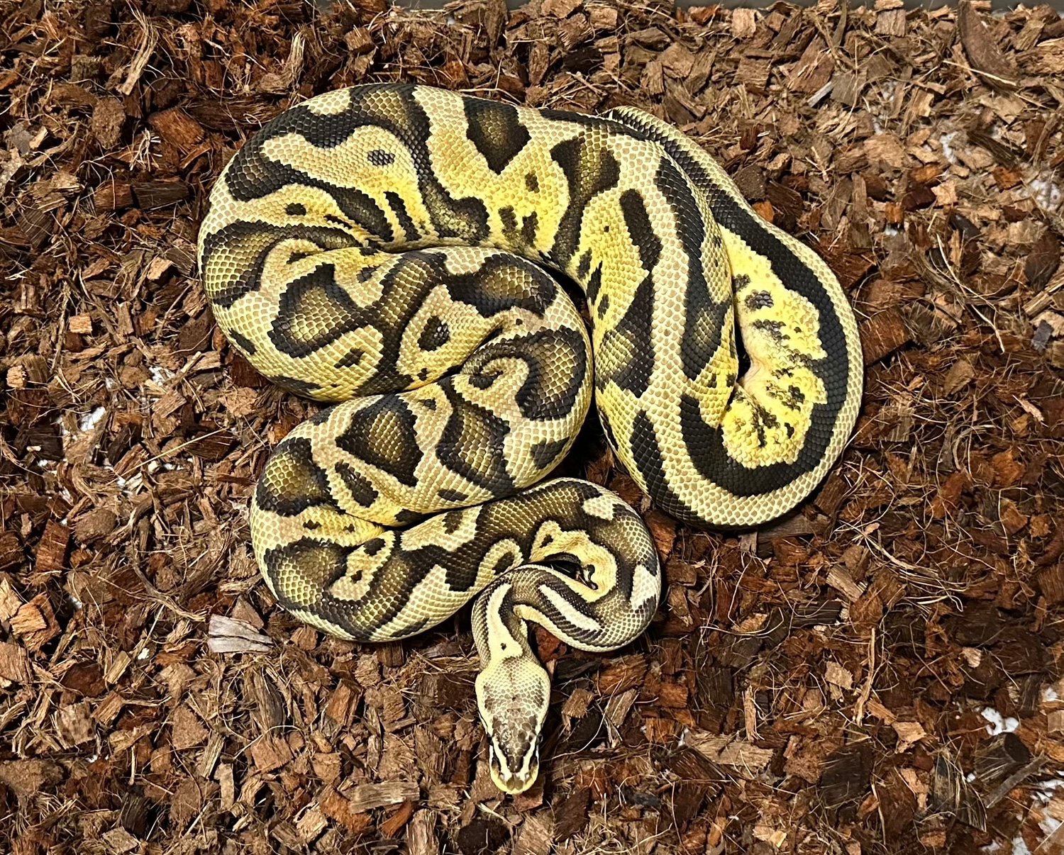 Pastel Leopard Spark Het. Puzzle Ball Python by Aesthetic Selection ...