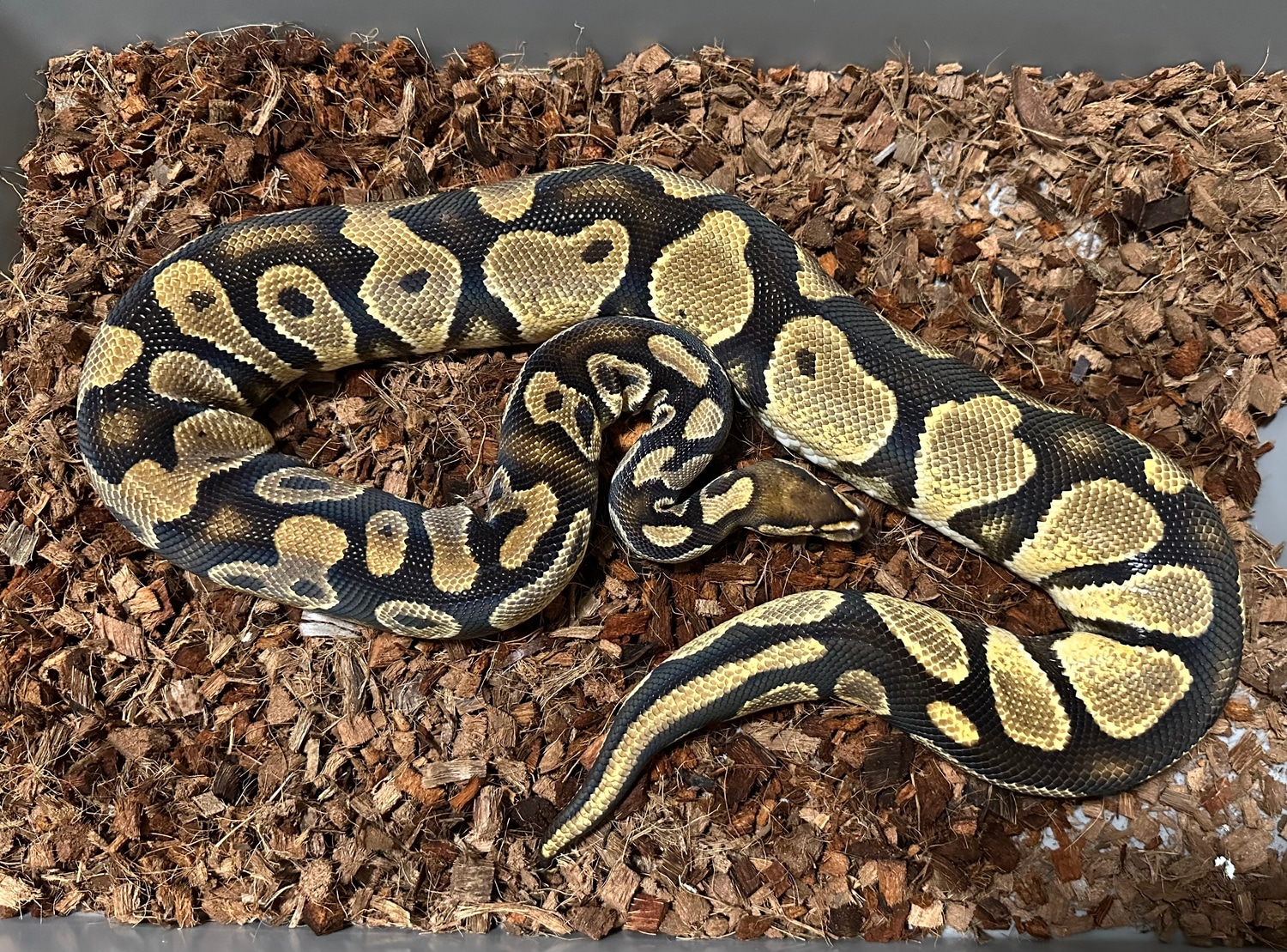 ODYB Het. Clown Ball Python by Aesthetic Selection Reptiles - MorphMarket