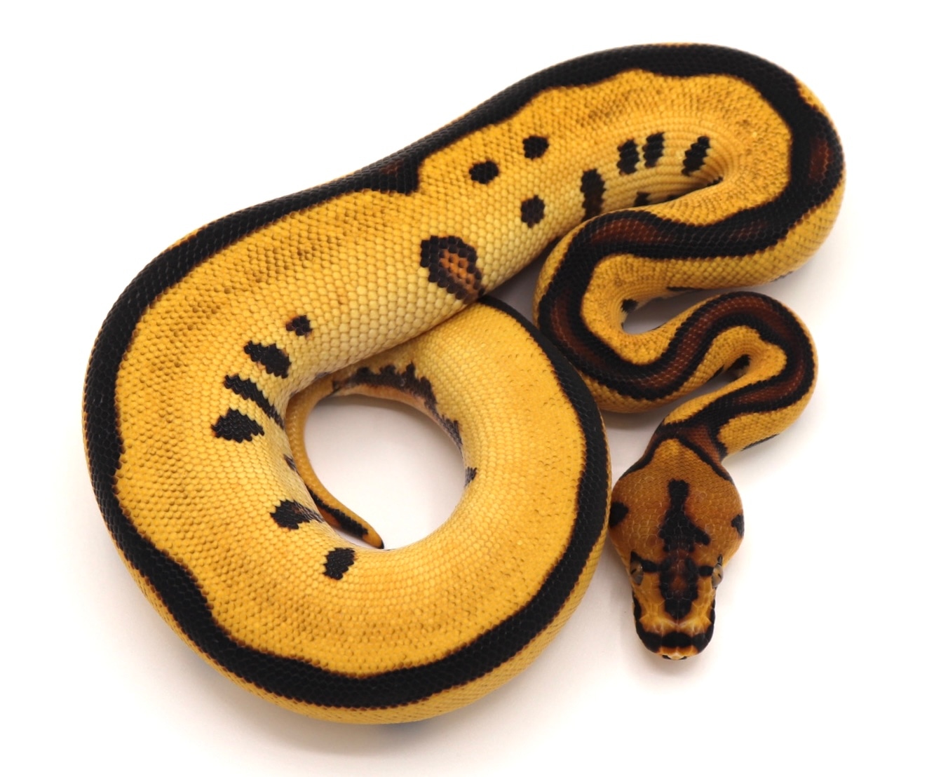 Leopard SODYB Clown Ball Python by Aesthetic Selection Reptiles ...